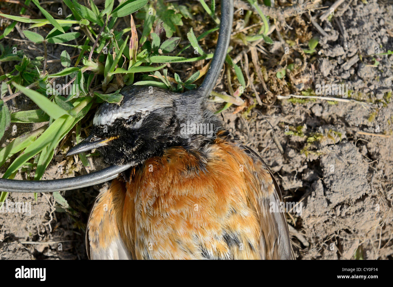 Redstart Phoenicurus phoenicurus migrant male caught in spring / clap ...