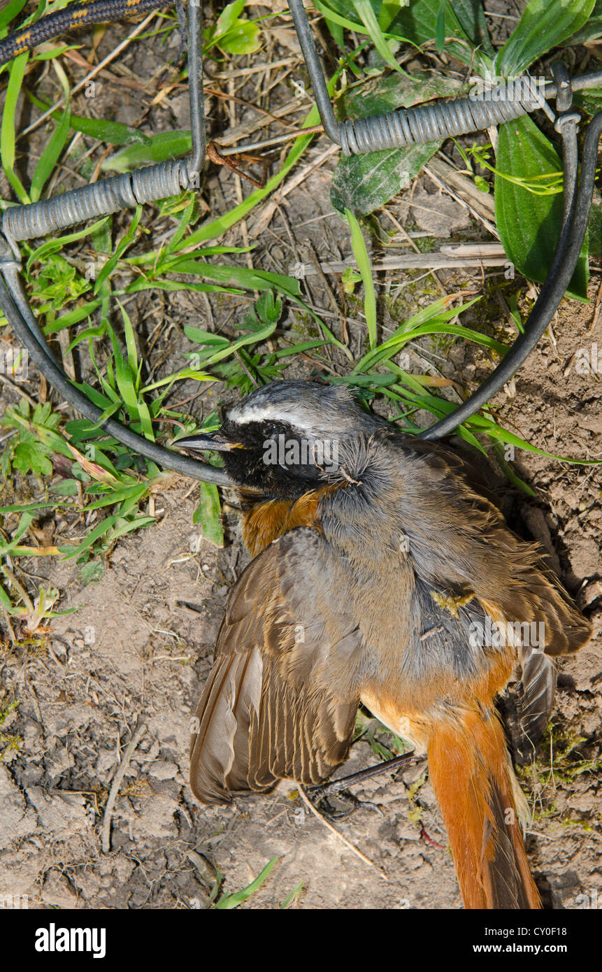 Redstart Phoenicurus phoenicurus migrant male caught in spring / clap ...