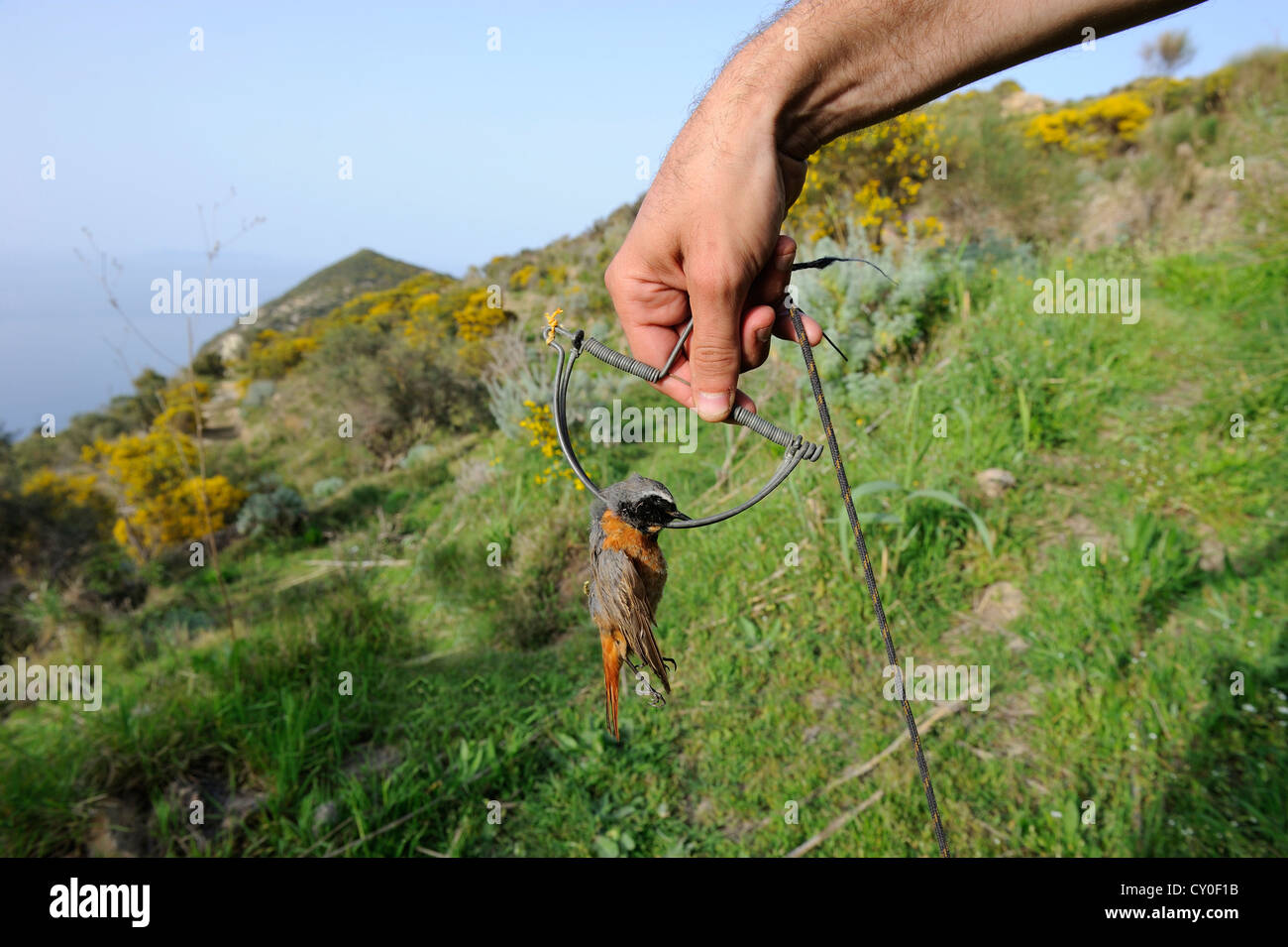 Redstart Phoenicurus phoenicurus migrant male caught in spring / clap ...