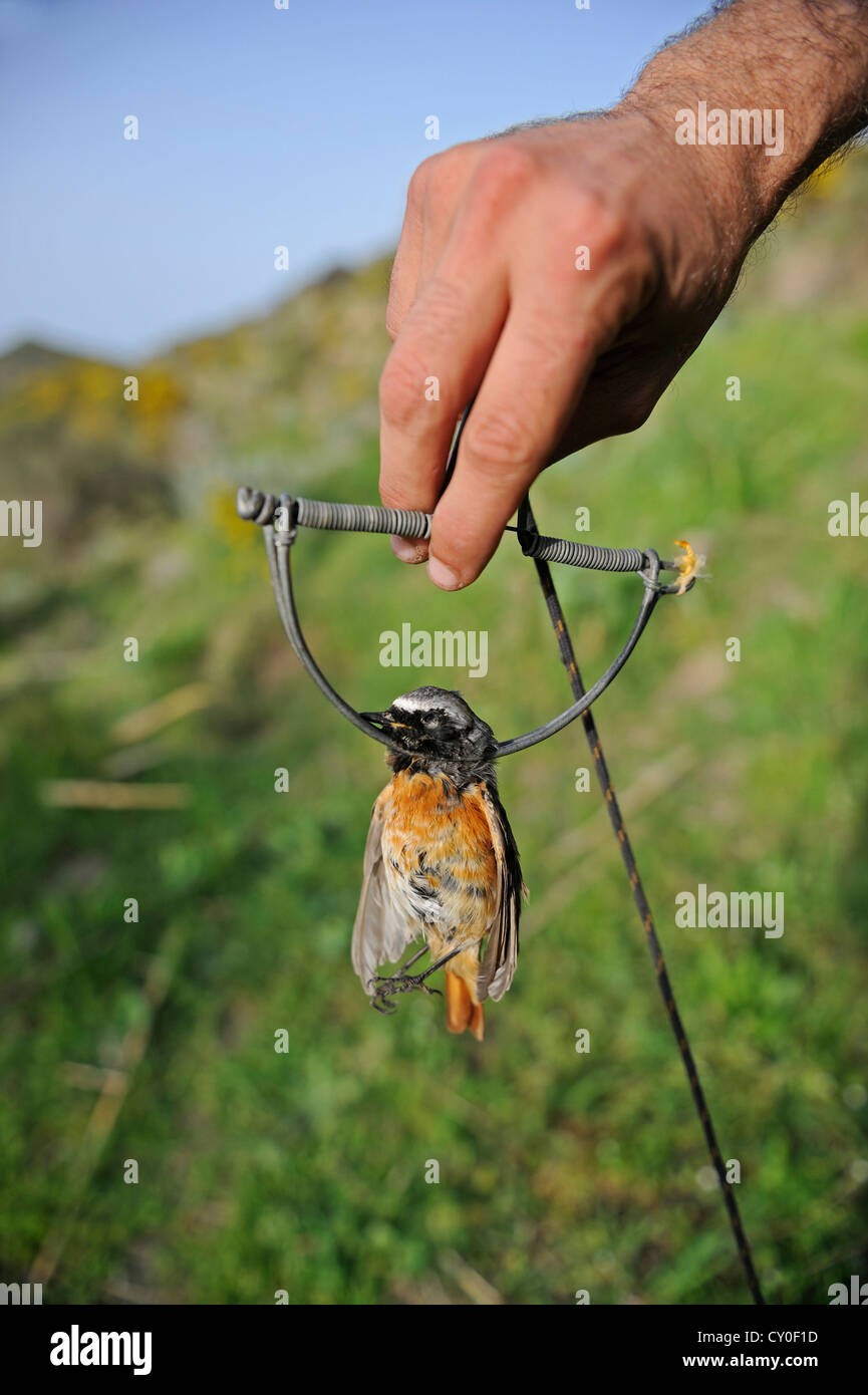 Redstart Phoenicurus phoenicurus migrant male caught in spring / clap ...