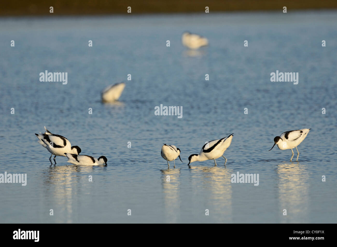 Avocets Recurvirostra avosetta Cley Norfolk Stock Photo - Alamy
