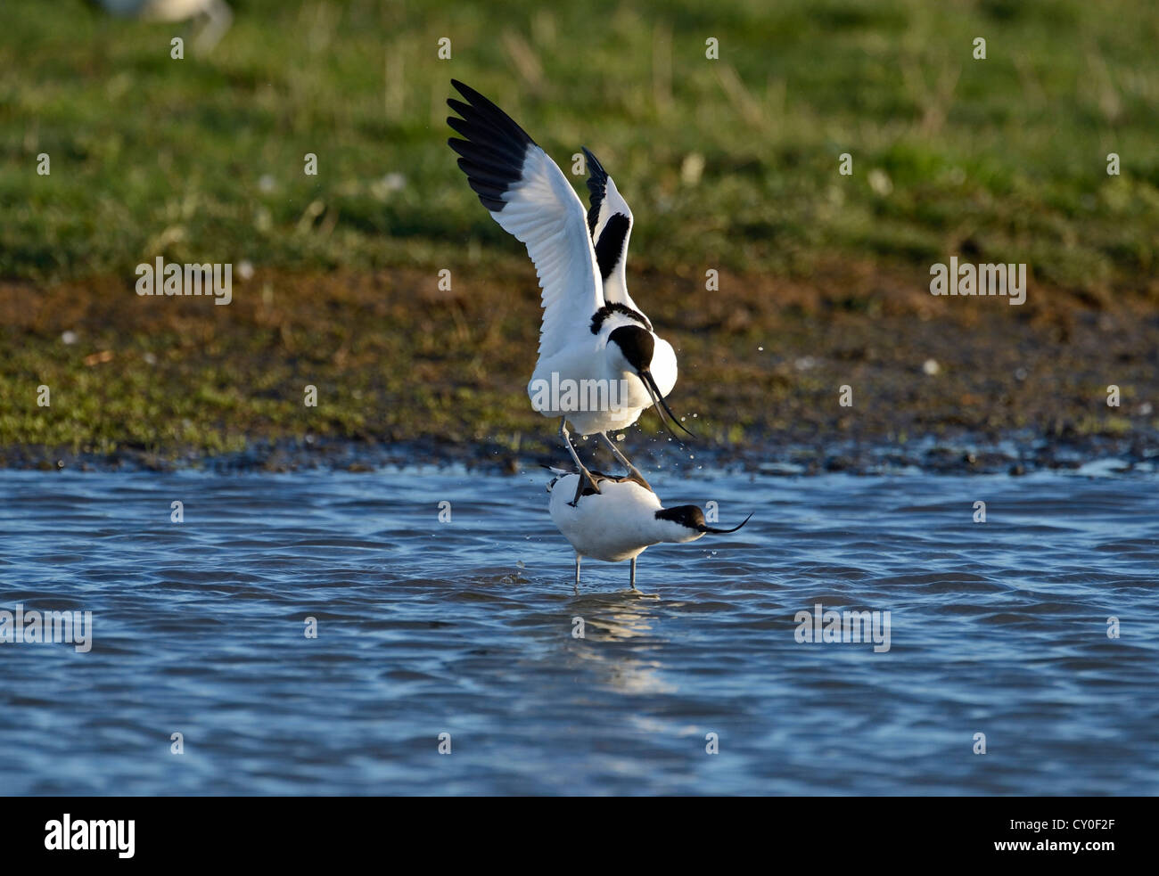 Recurvirostra avosetta avocet wader bird courtship breeding mating hi ...
