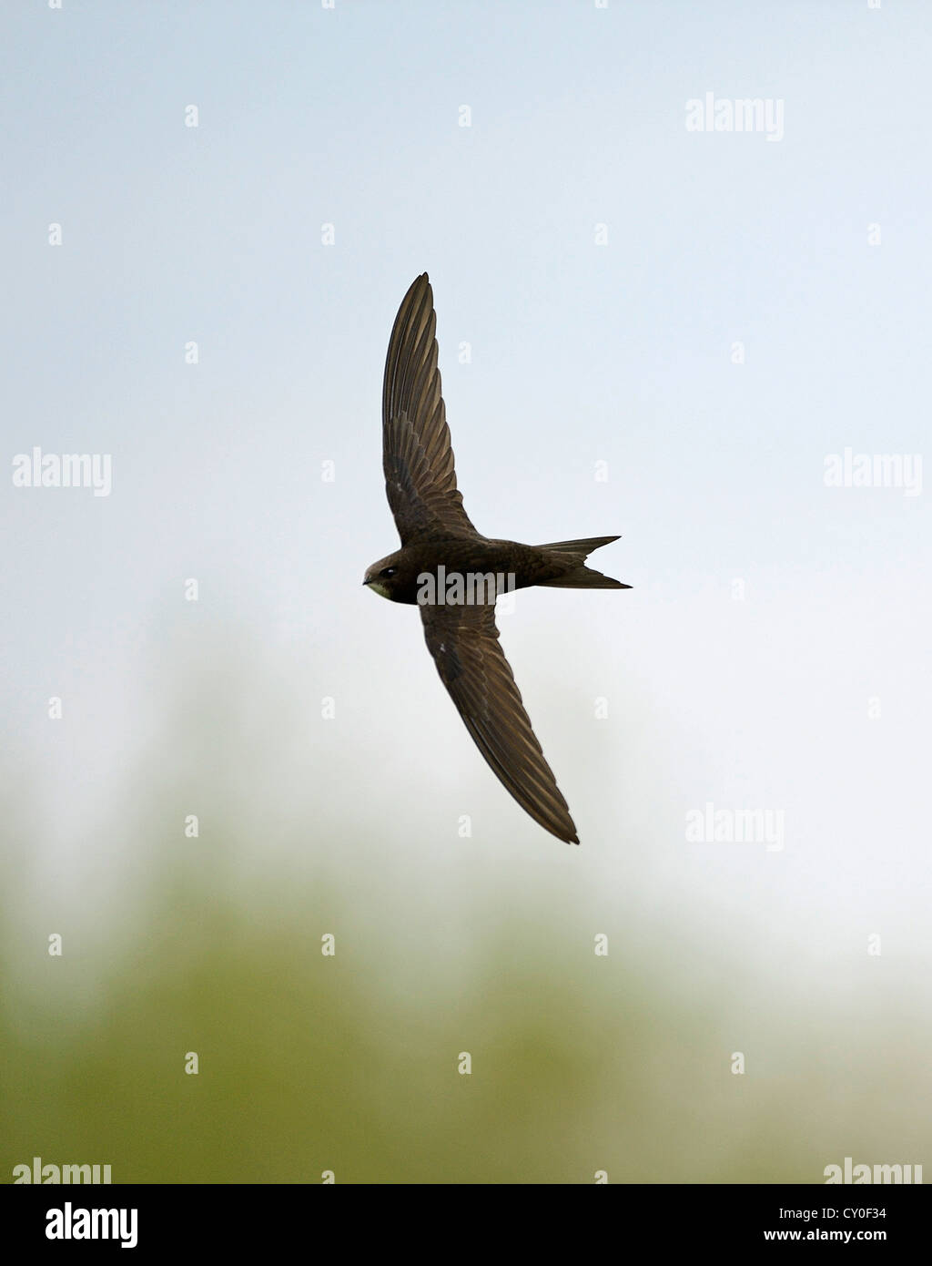 Common Swift Apus apus Norfolk summer Stock Photo - Alamy