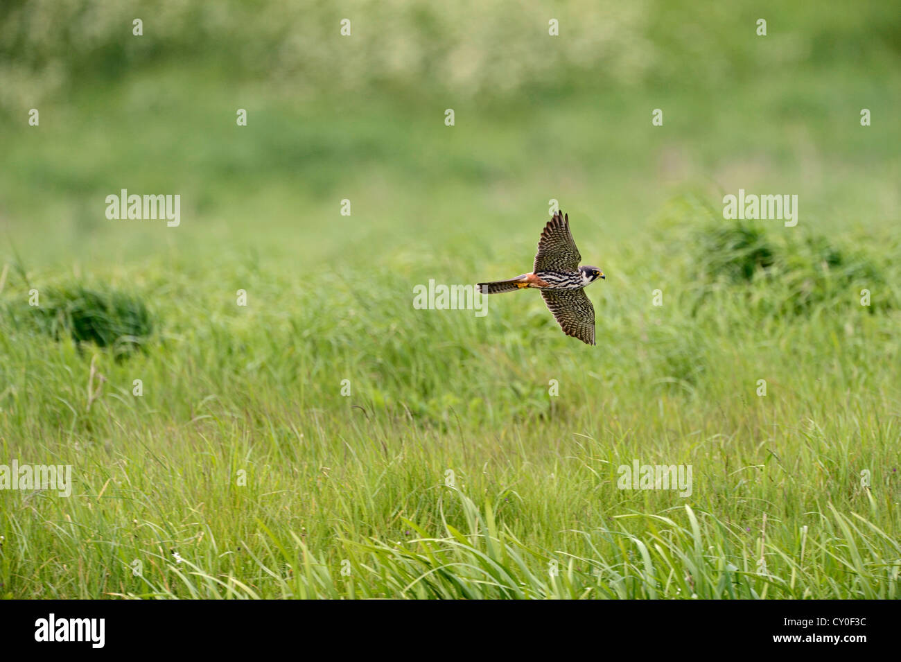 Hobby Falco subbuteo hunting Lakenheath RSPB Reserve Suffolk May Stock ...