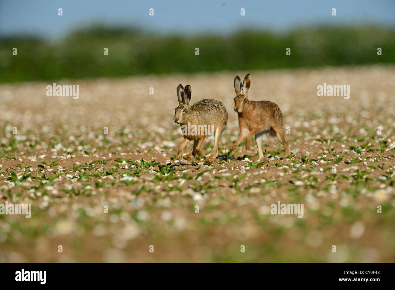 Buck chasing doe hi-res stock photography and images - Alamy