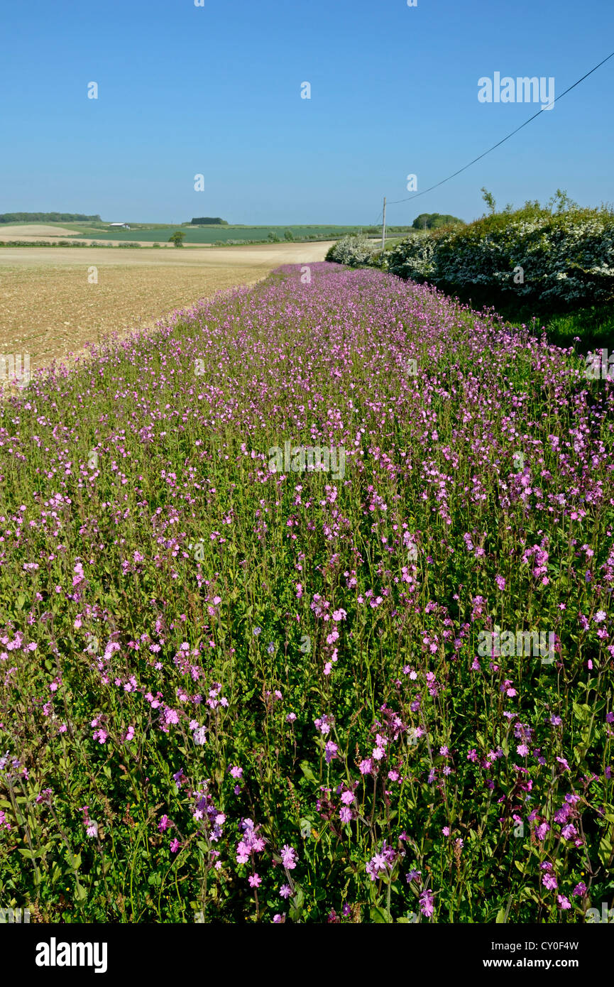 Wild flower margin planted with Red Campion along edge of arable field ...