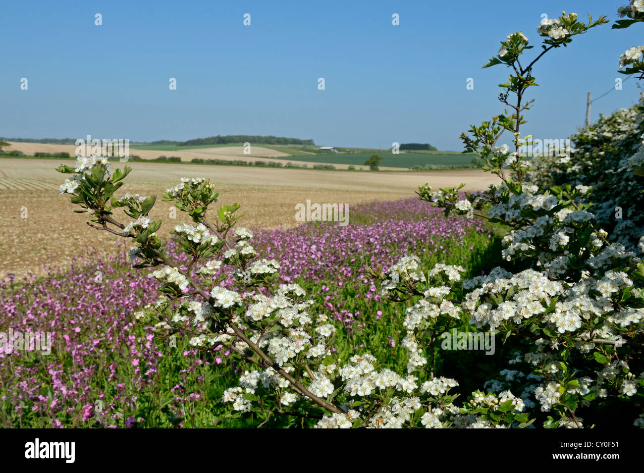 Wild flower margin planted with Red Campion along edge of arable field ...