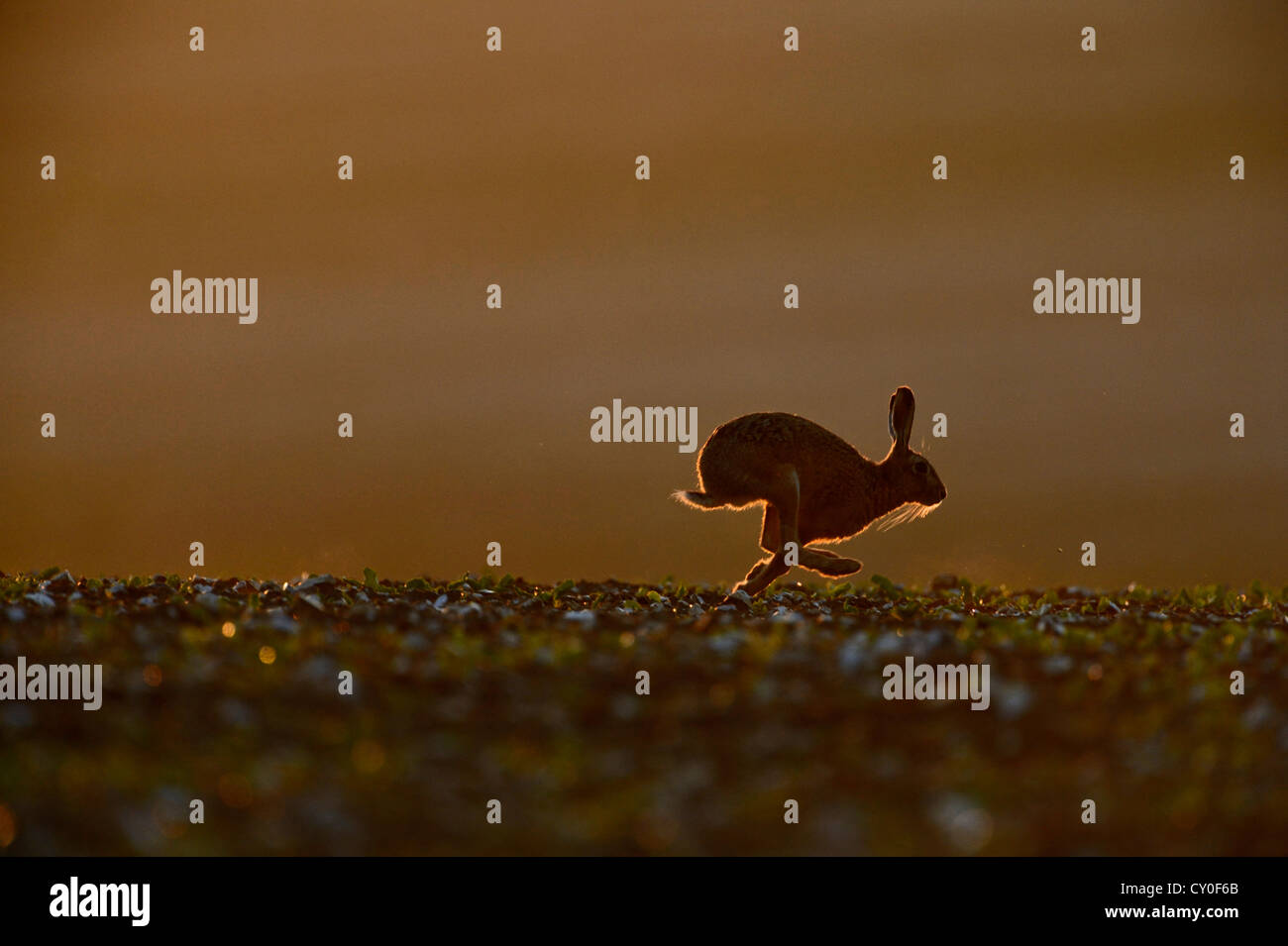Brown hare lepus lepus hare norfolk hi-res stock photography and images - Alamy