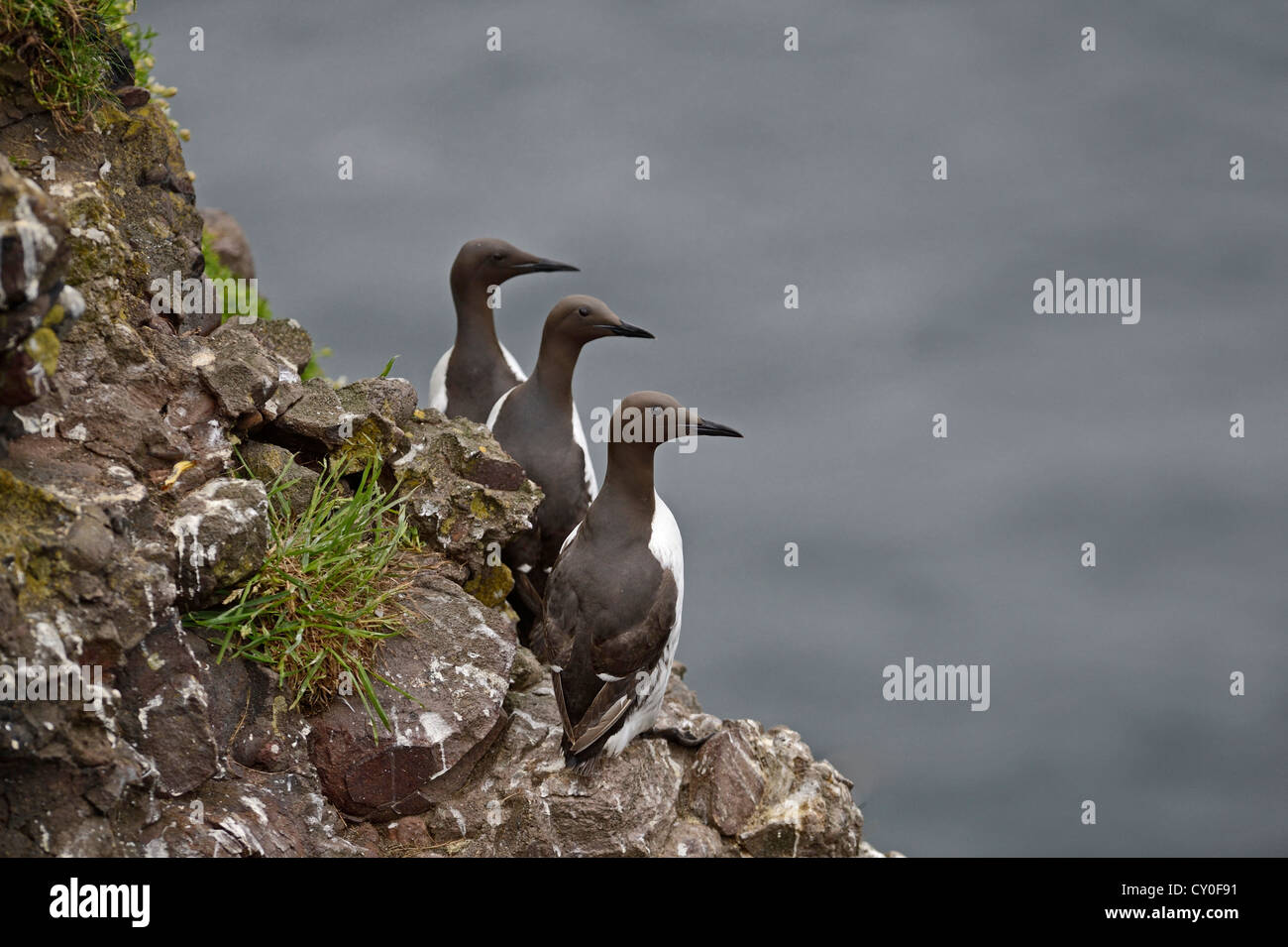 Common Guillemot or Common Murre, Uria aalge Fowlsheugh RSPB Reserve ...