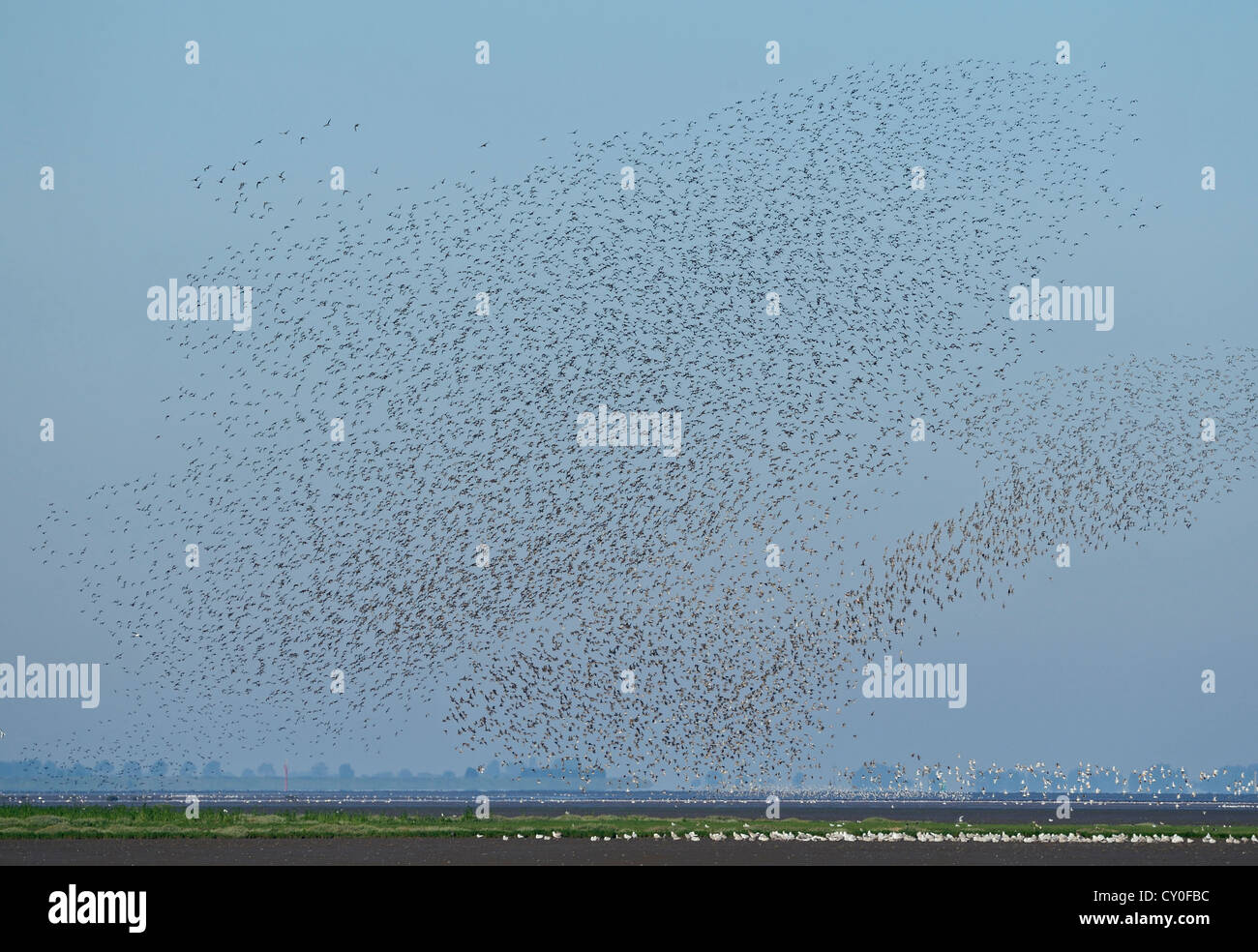 Peregrine flight norfolk hi-res stock photography and images - Alamy