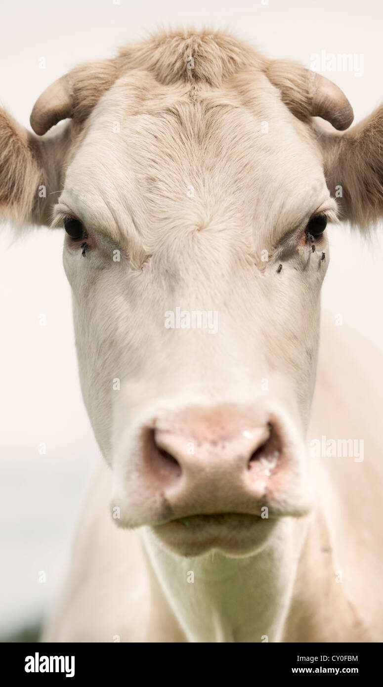 Closeup cow hi-res stock photography and images - Alamy