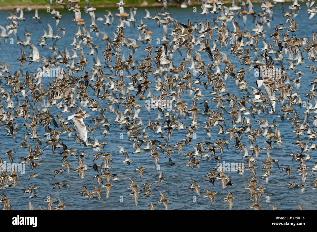 Dunlin and knot hi-res stock photography and images - Alamy