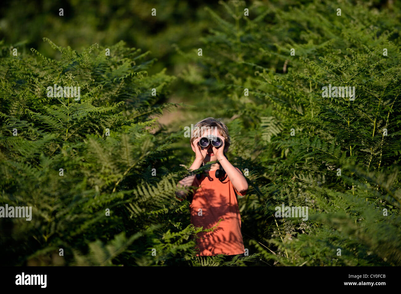 Young boy bird watching in meadow Norfolk summer Model released Stock ...
