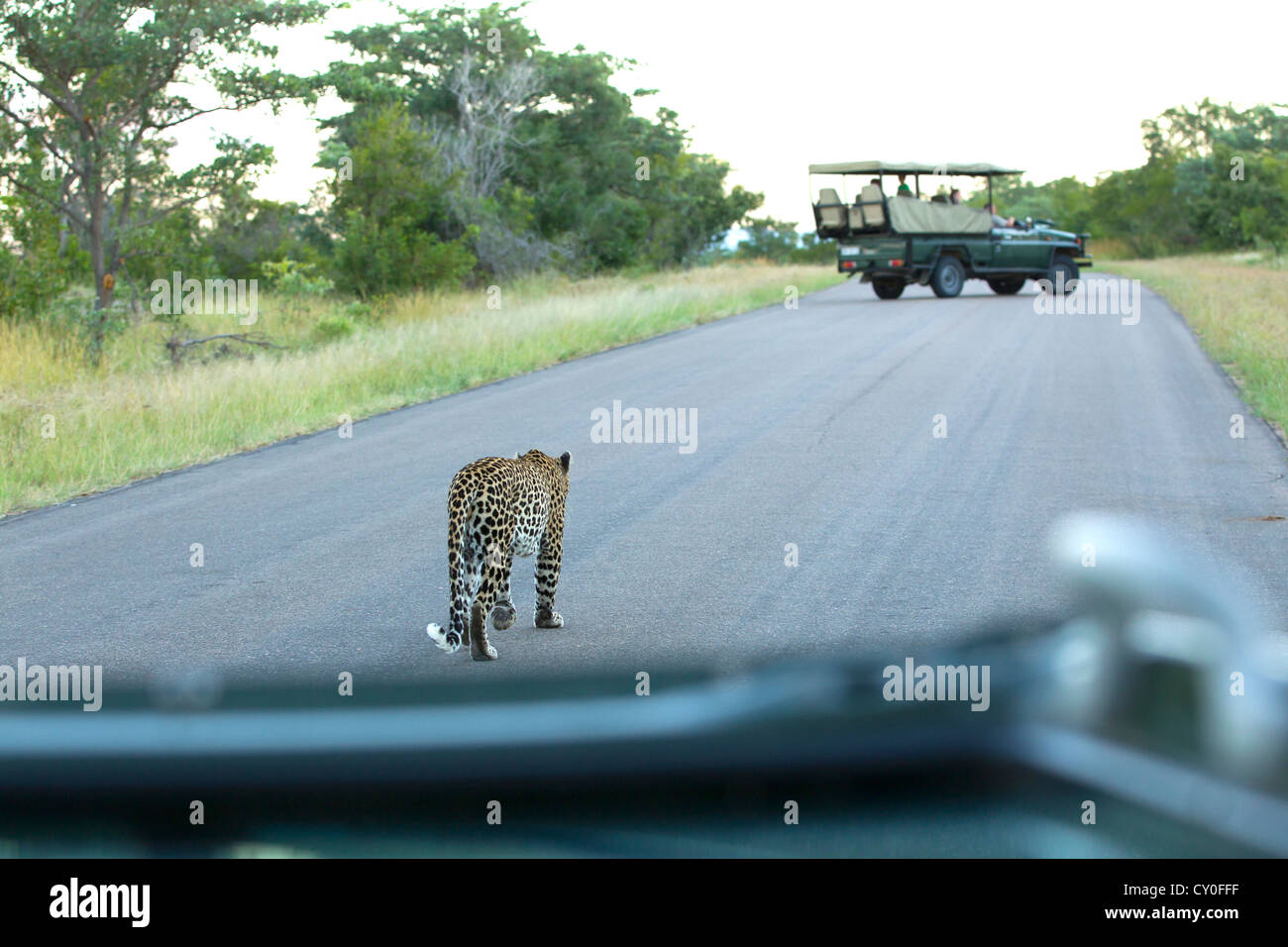 The view from the drivers seat in a safari vehicle of a big male ...
