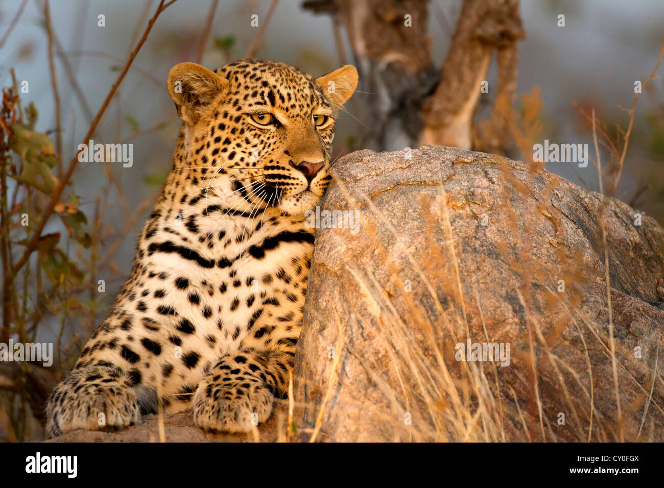 A leopard lies on a rock looking over his domain Stock Photo - Alamy