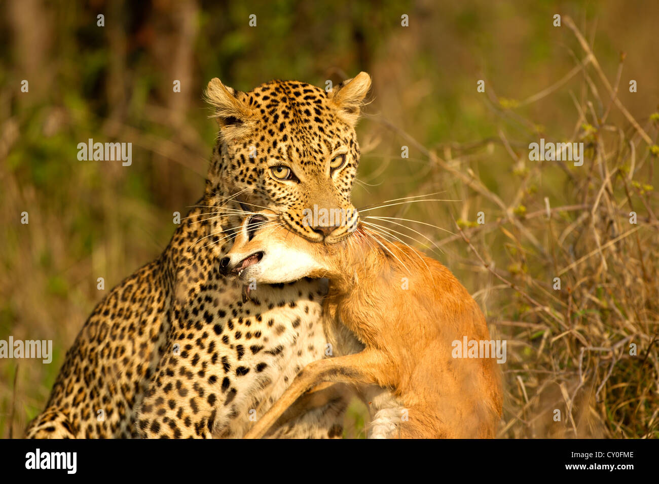 Male and female leopard hi-res stock photography and images - Alamy