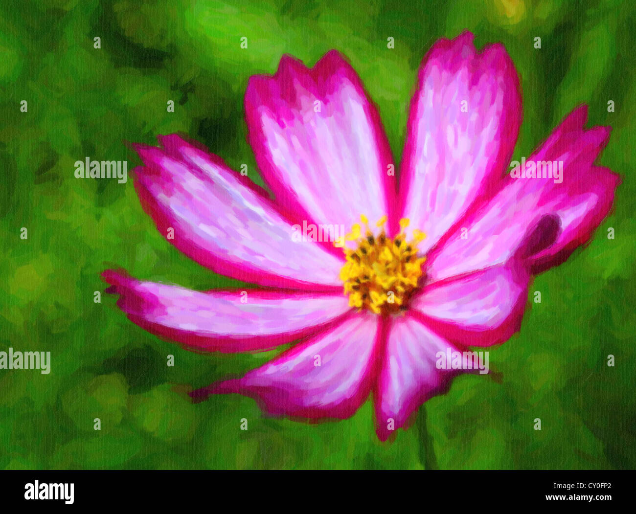 Single cosmos flower with selective focus and shallow depth of field ...