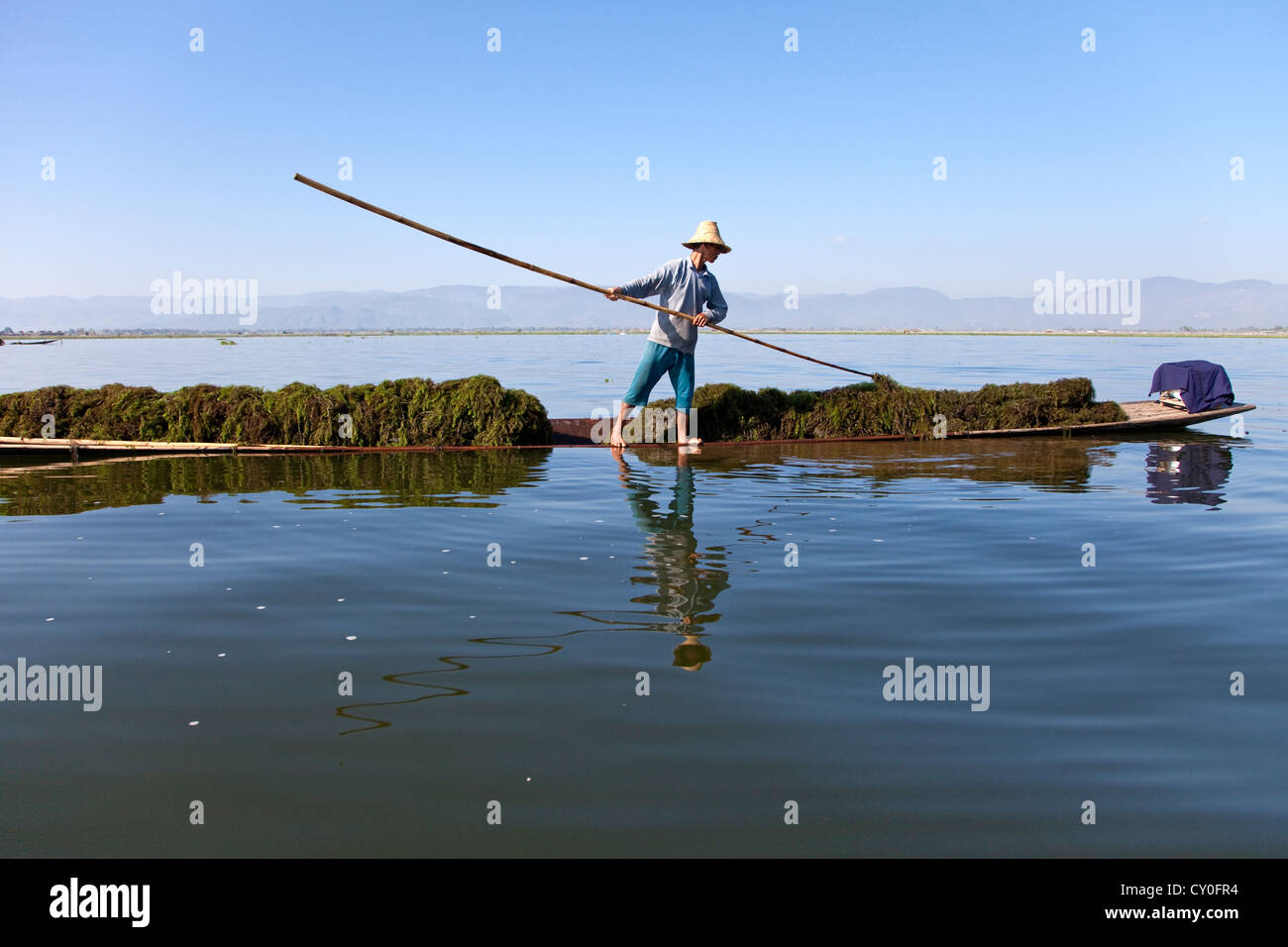 Myanmar, Burma. Farmers Gathering Freshwater "Seaweed" from Lake Bottom ...