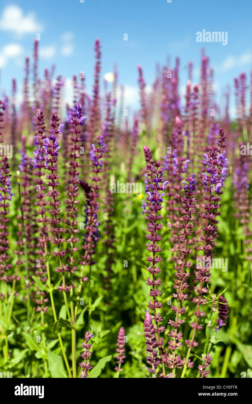 Closeup of Salvia officinalis flowers Stock Photo - Alamy