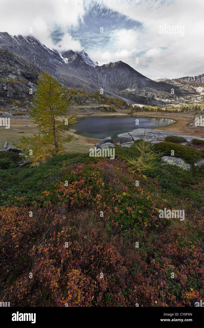 bilberries plants near the Dres lake, Gran Paradiso NP, Piedmont, Italy ...