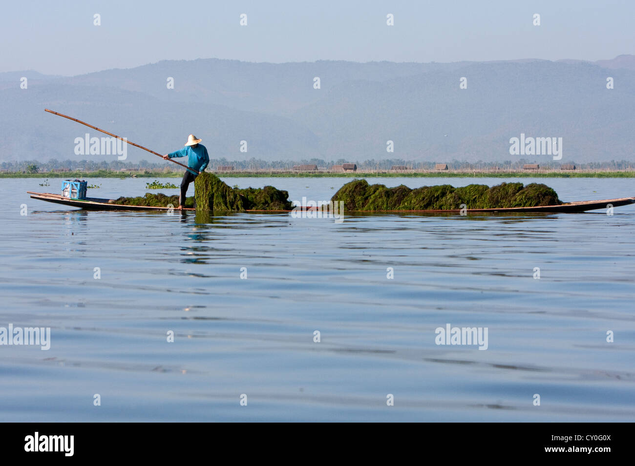 Myanmar, Burma. Farmers Gathering Freshwater "Seaweed" from Lake Bottom ...
