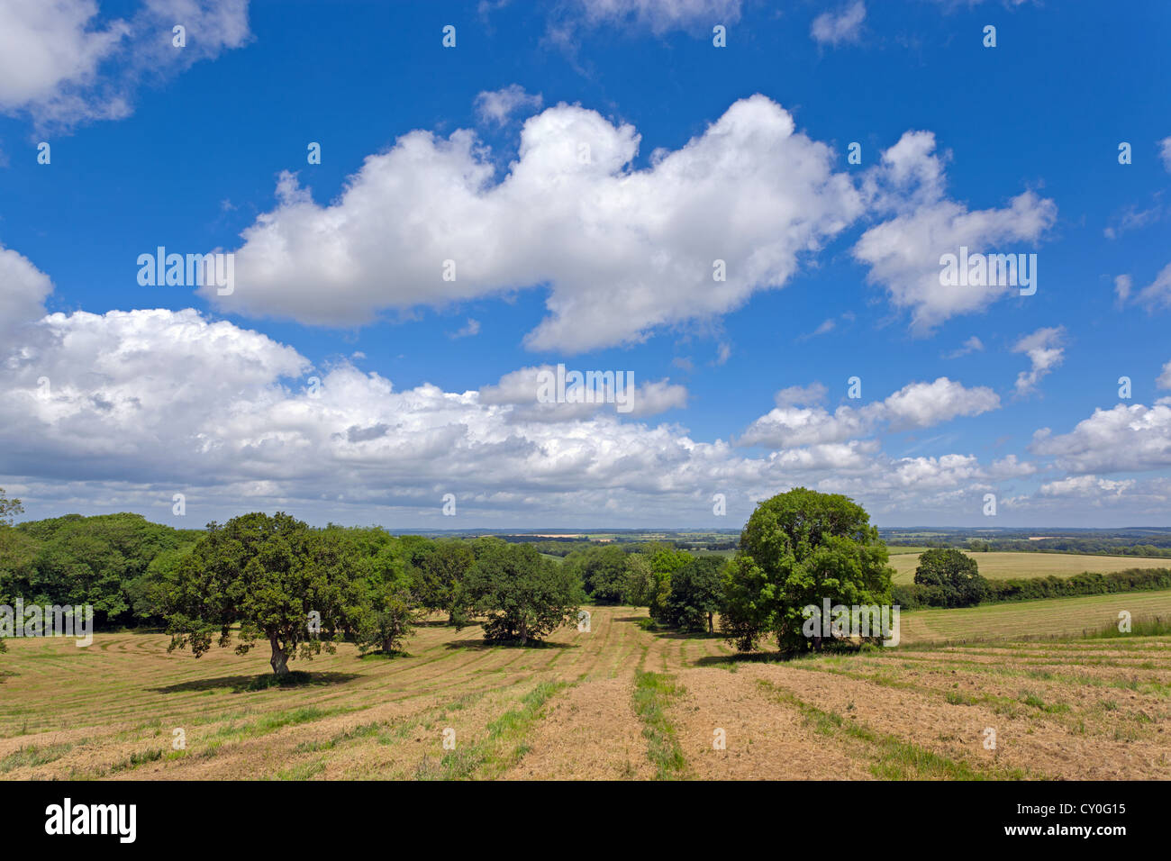 The Wayfarers Walk travels through this field full of native English ...
