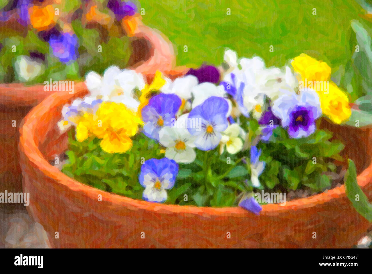 Small pansies or viola planted in clay pots in the springtime garden ...