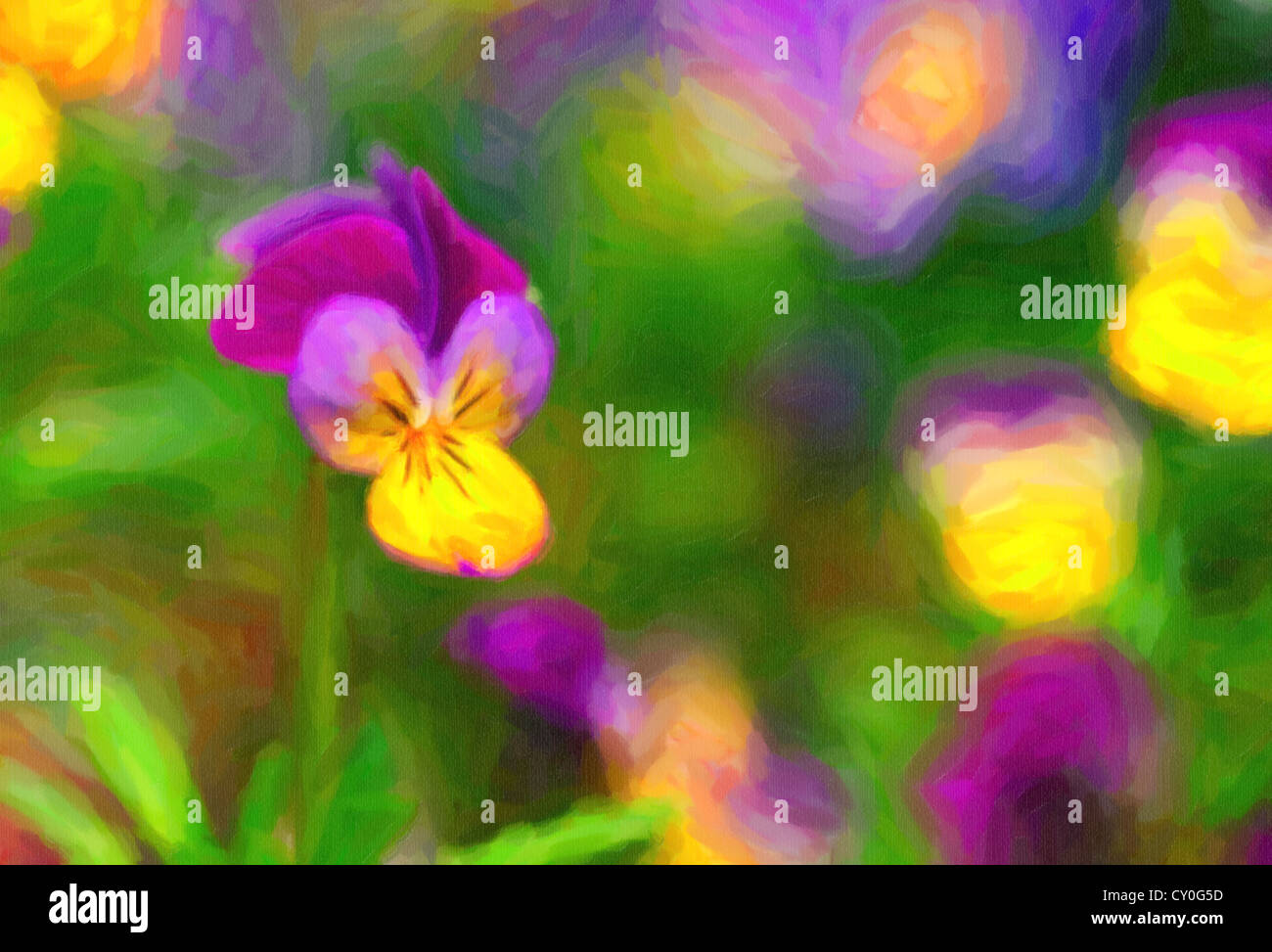 Johnny jump up flower hi-res stock photography and images - Alamy
