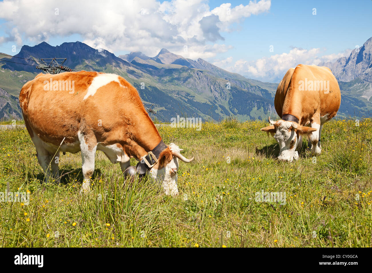Swiss cows in the alps Stock Photo - Alamy