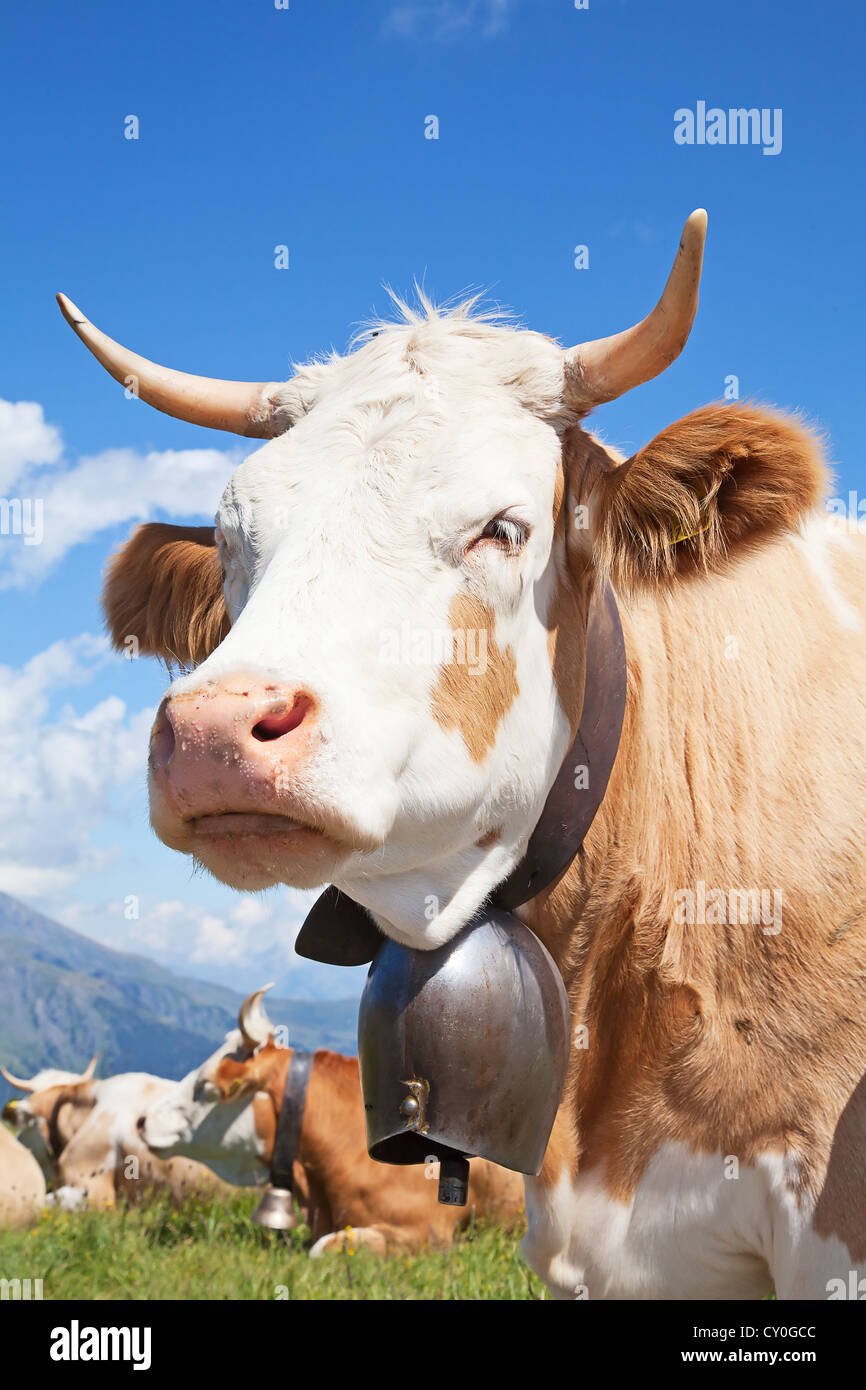 Swiss cow in the alps Stock Photo - Alamy