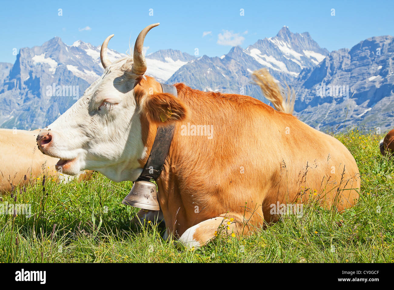 Swiss cow in the alps Stock Photo - Alamy