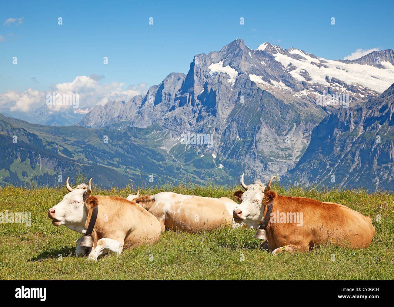 Swiss cows in the alps Stock Photo - Alamy