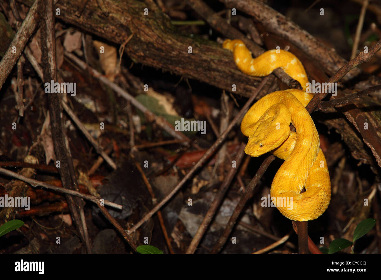 An Eyelashed Palm Pit Viper (Bothriechis schlegelii) waiting to ambush ...