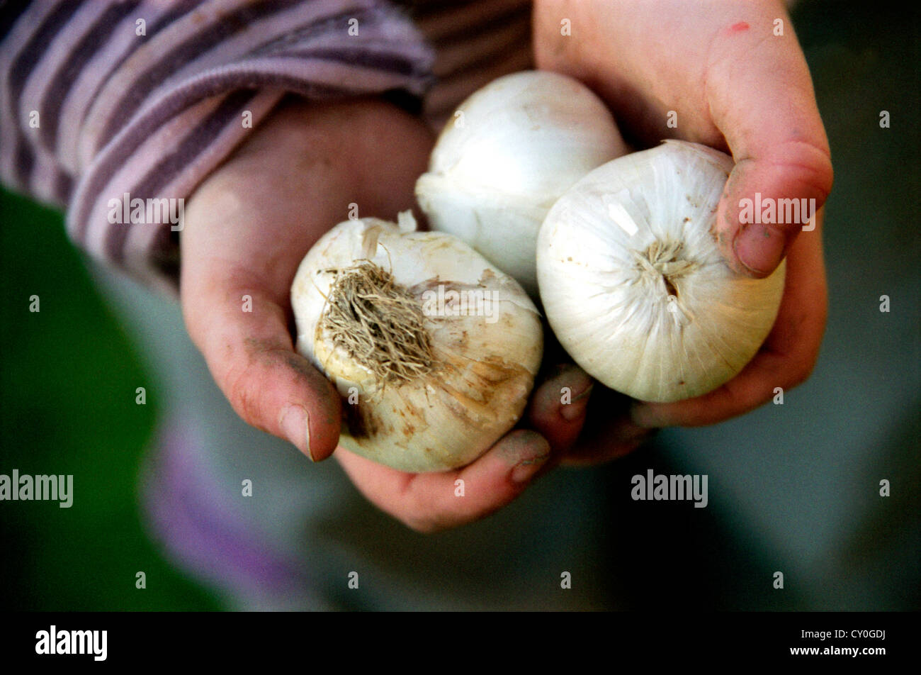 Child's Hands Holding Onions Stock Photo - Alamy