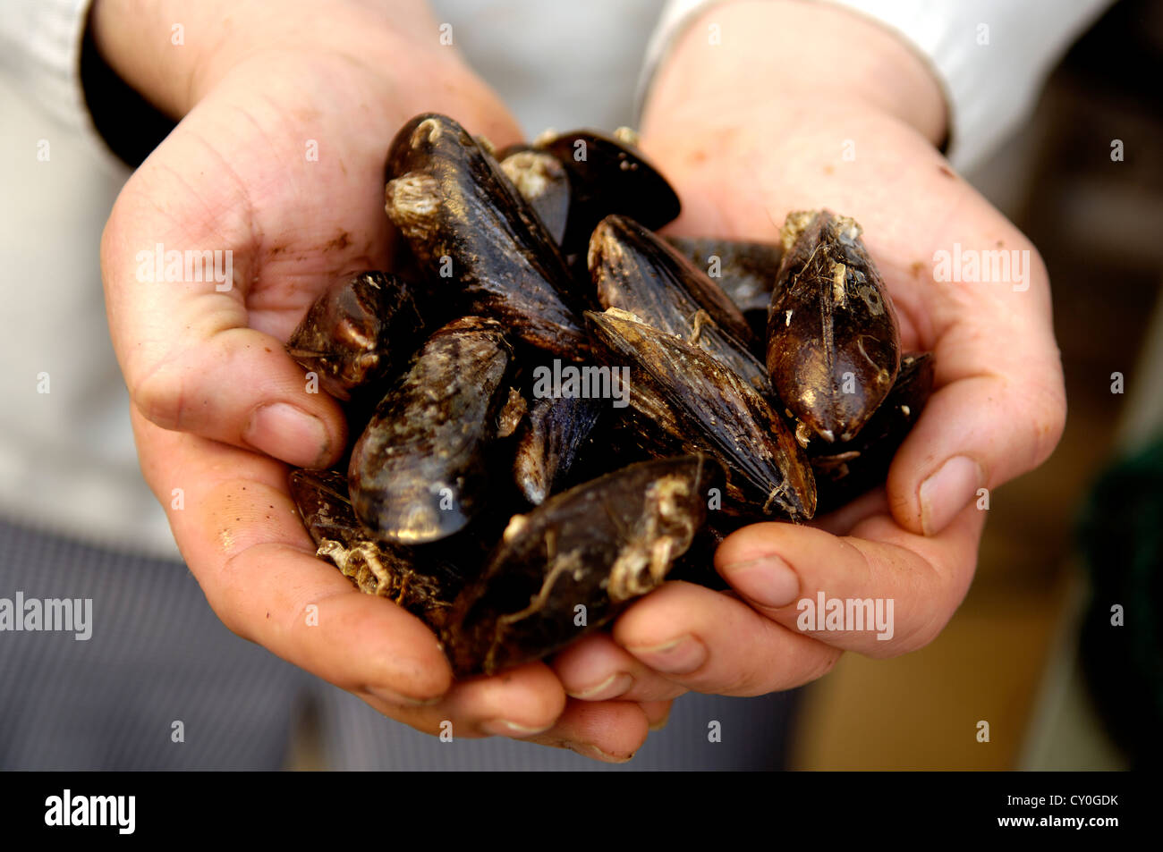 Hands Holding a Bunch of Mussels Stock Photo - Alamy