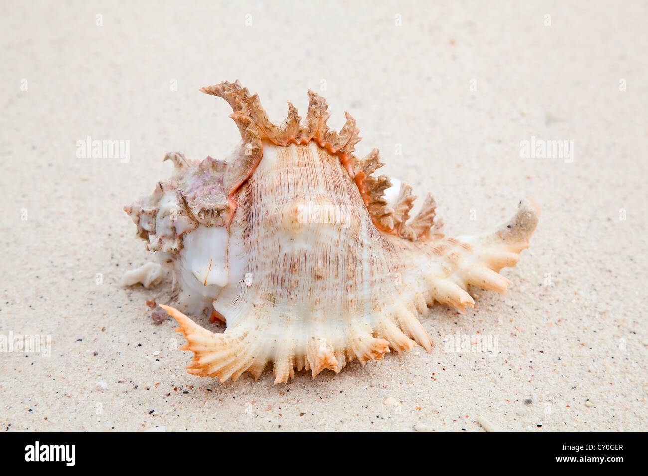 Sea shell on the shore Stock Photo - Alamy