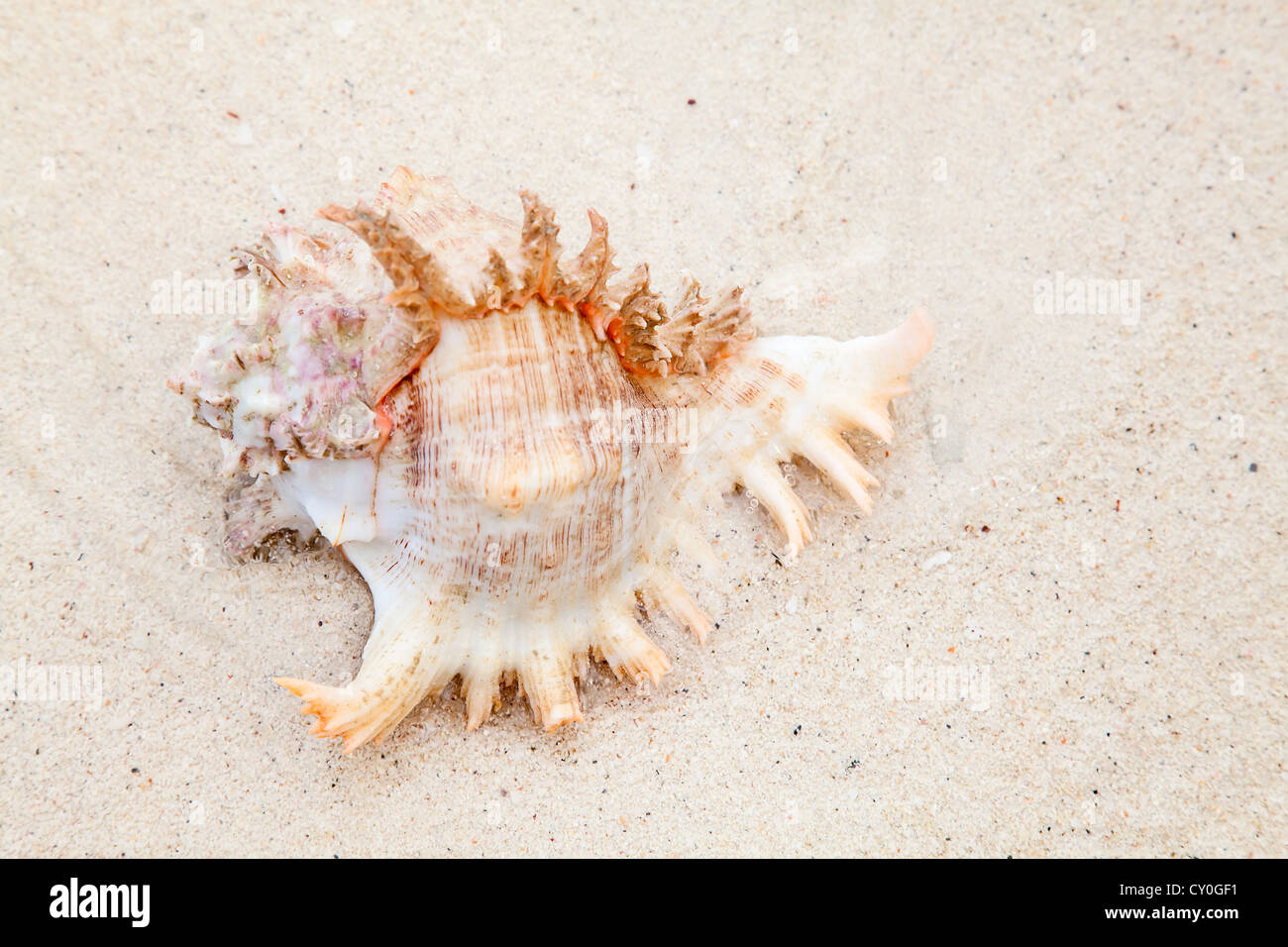 Sea shell on the shore Stock Photo - Alamy