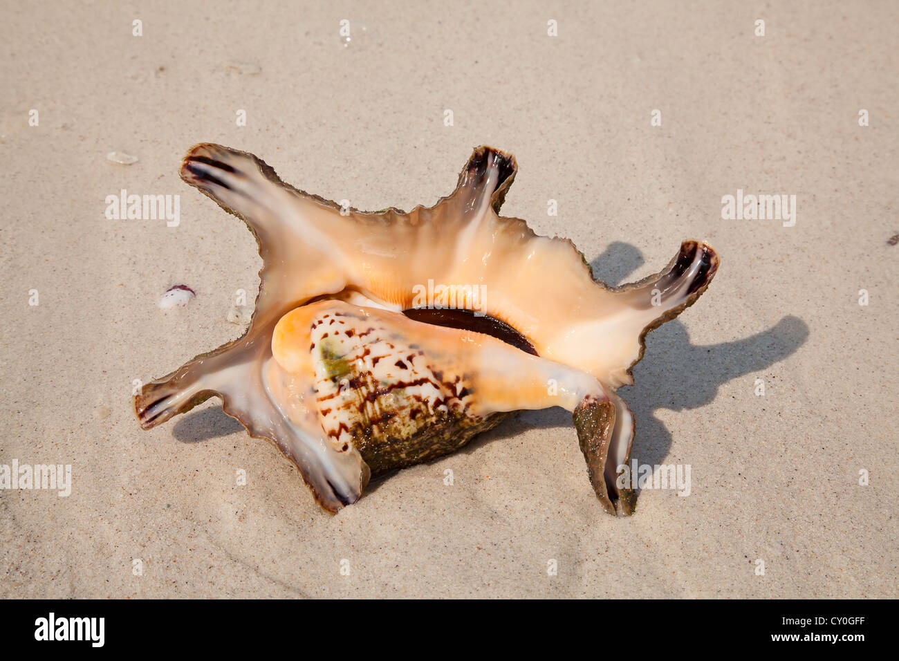 Sea shell on the shore Stock Photo - Alamy