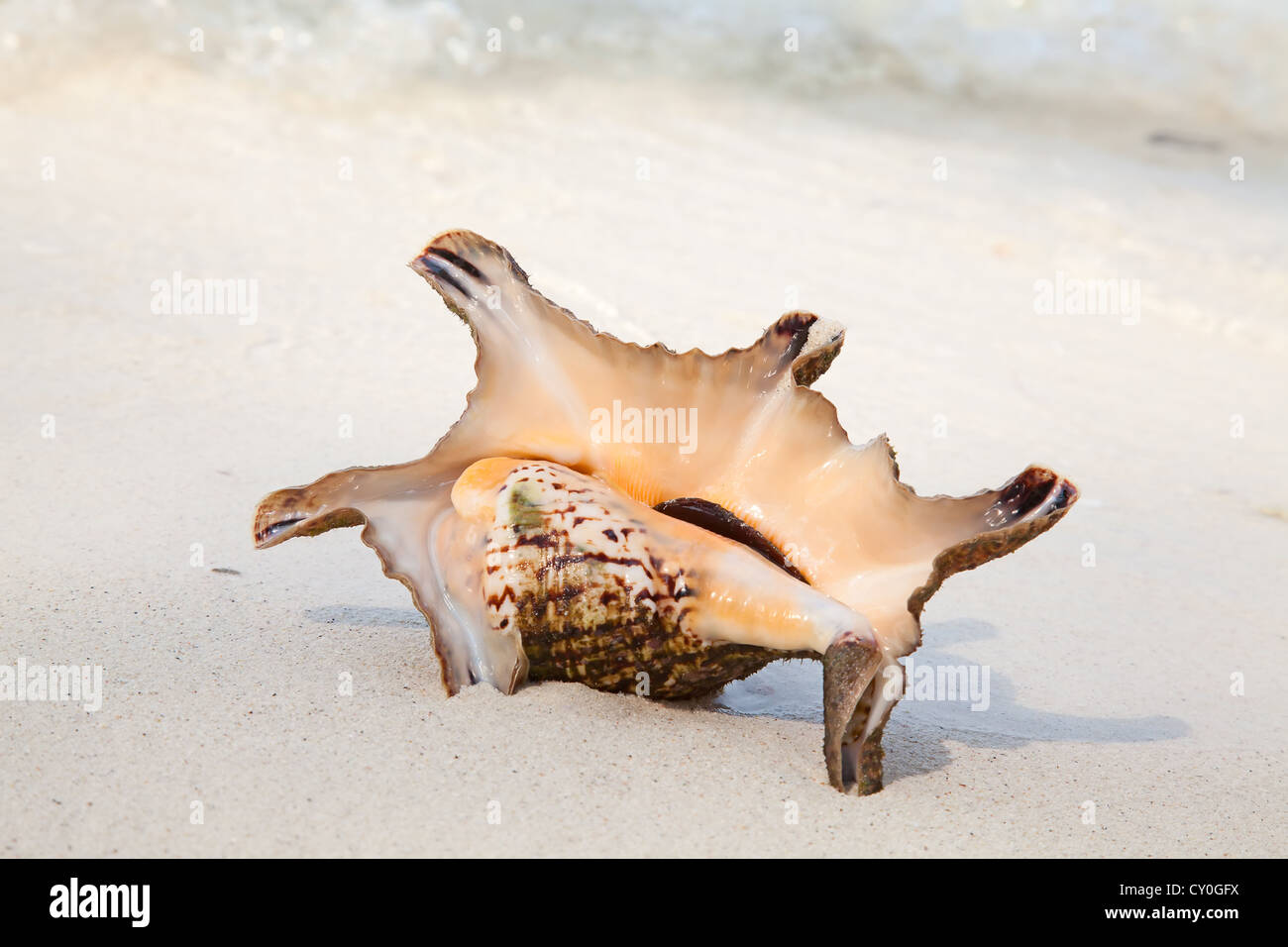 Sea shell on the shore Stock Photo - Alamy