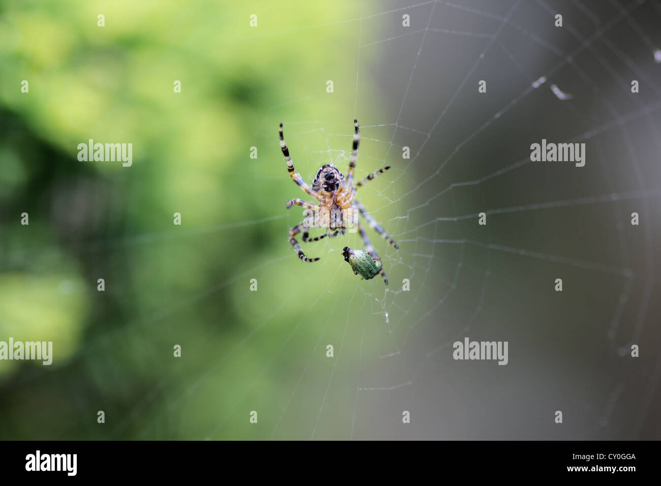 Insect photos hi-res stock photography and images - Alamy