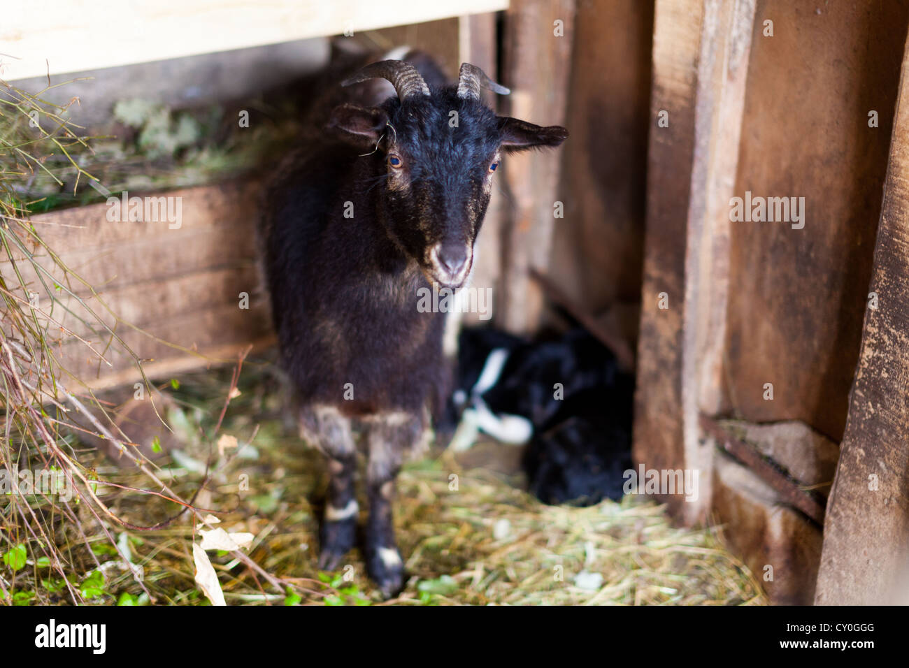 Full length portrait of a black billy goat in the stable Stock Photo ...