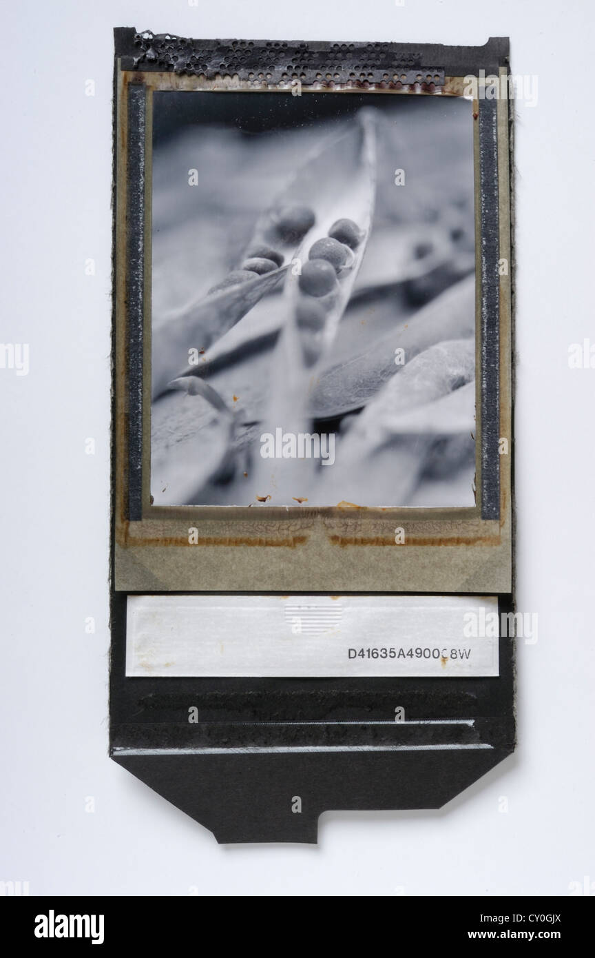 Old Picture of Peas in a Pod Stock Photo - Alamy