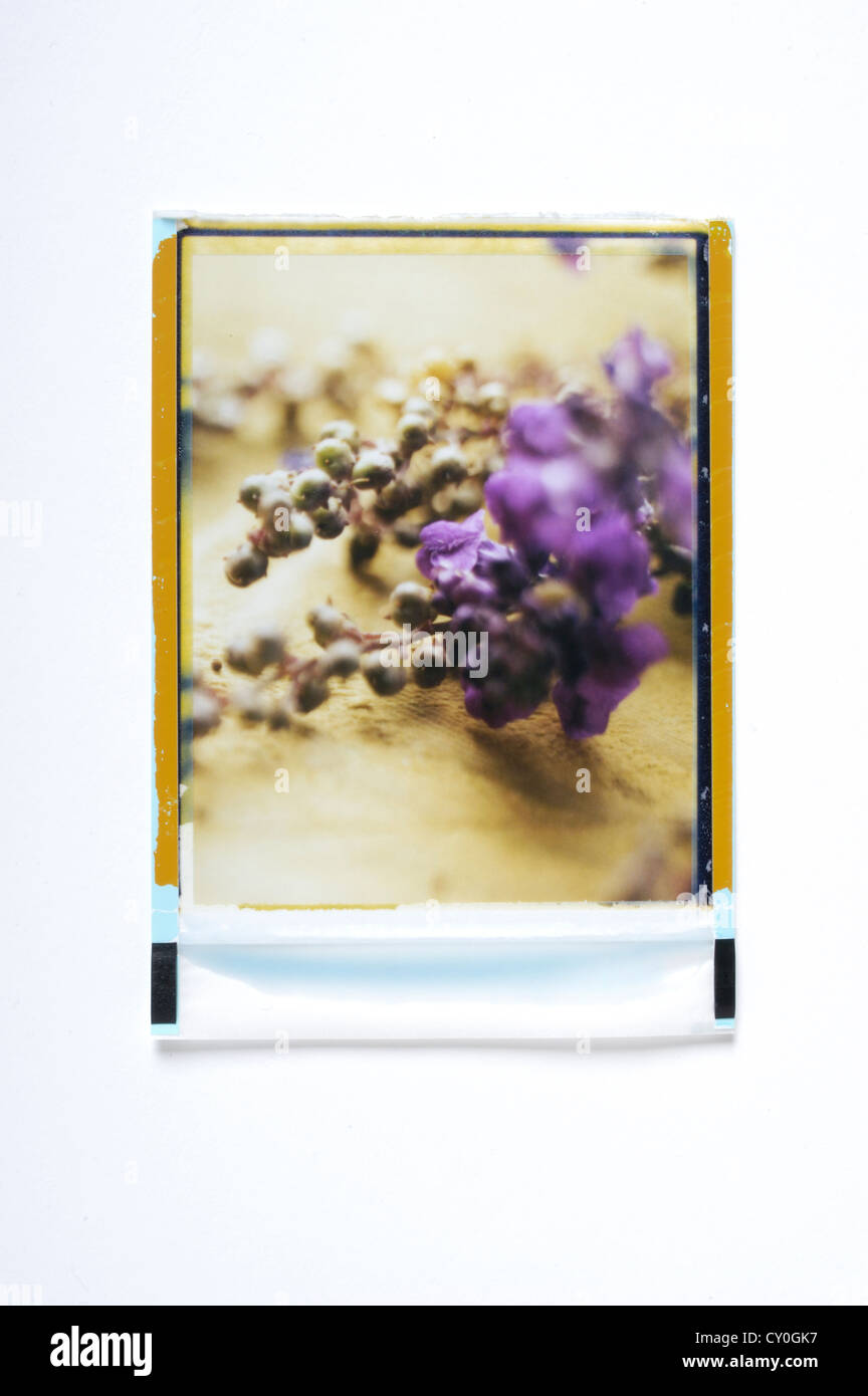 Old Photograph of Flower Stock Photo - Alamy