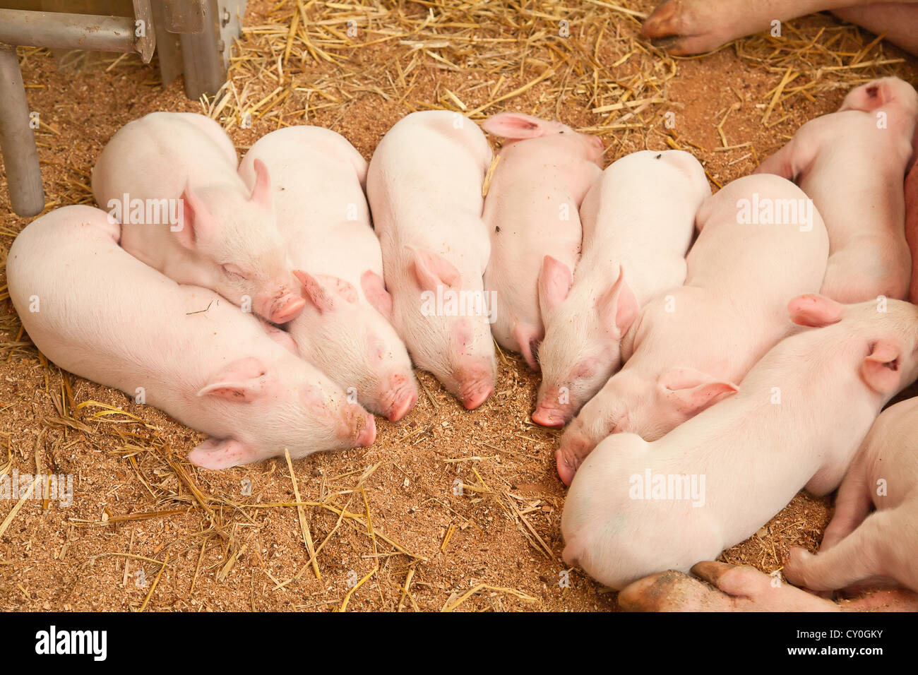 Young pigs in the barn Stock Photo - Alamy