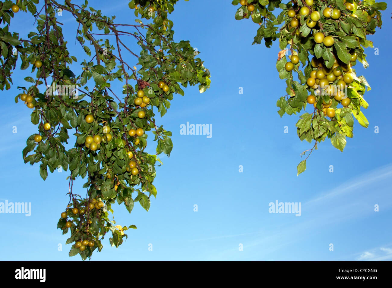 Wild Cherry Plums (Prunus cerasifera) growing along a hedgerow in ...