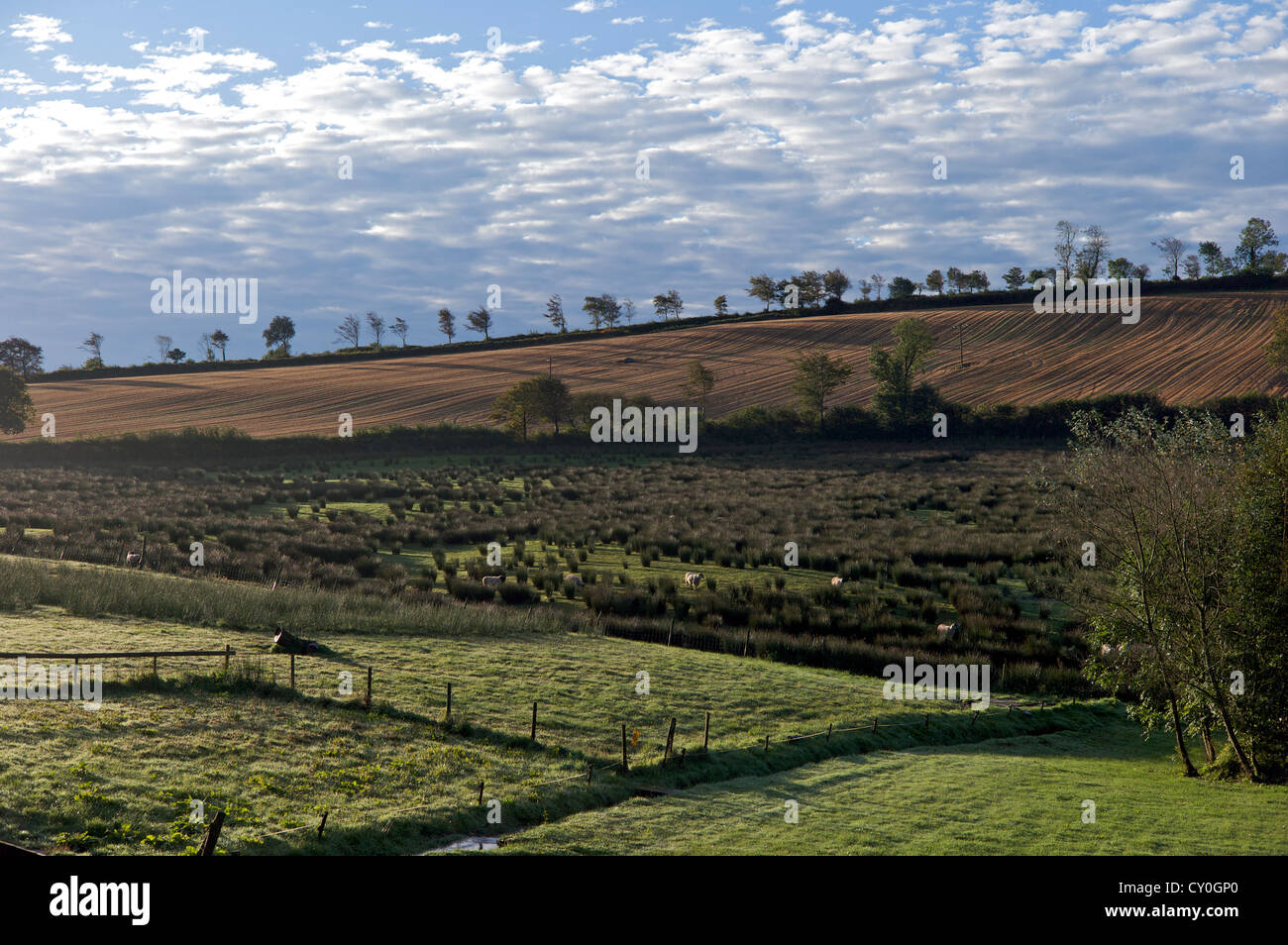 Devon farm land hi-res stock photography and images - Alamy