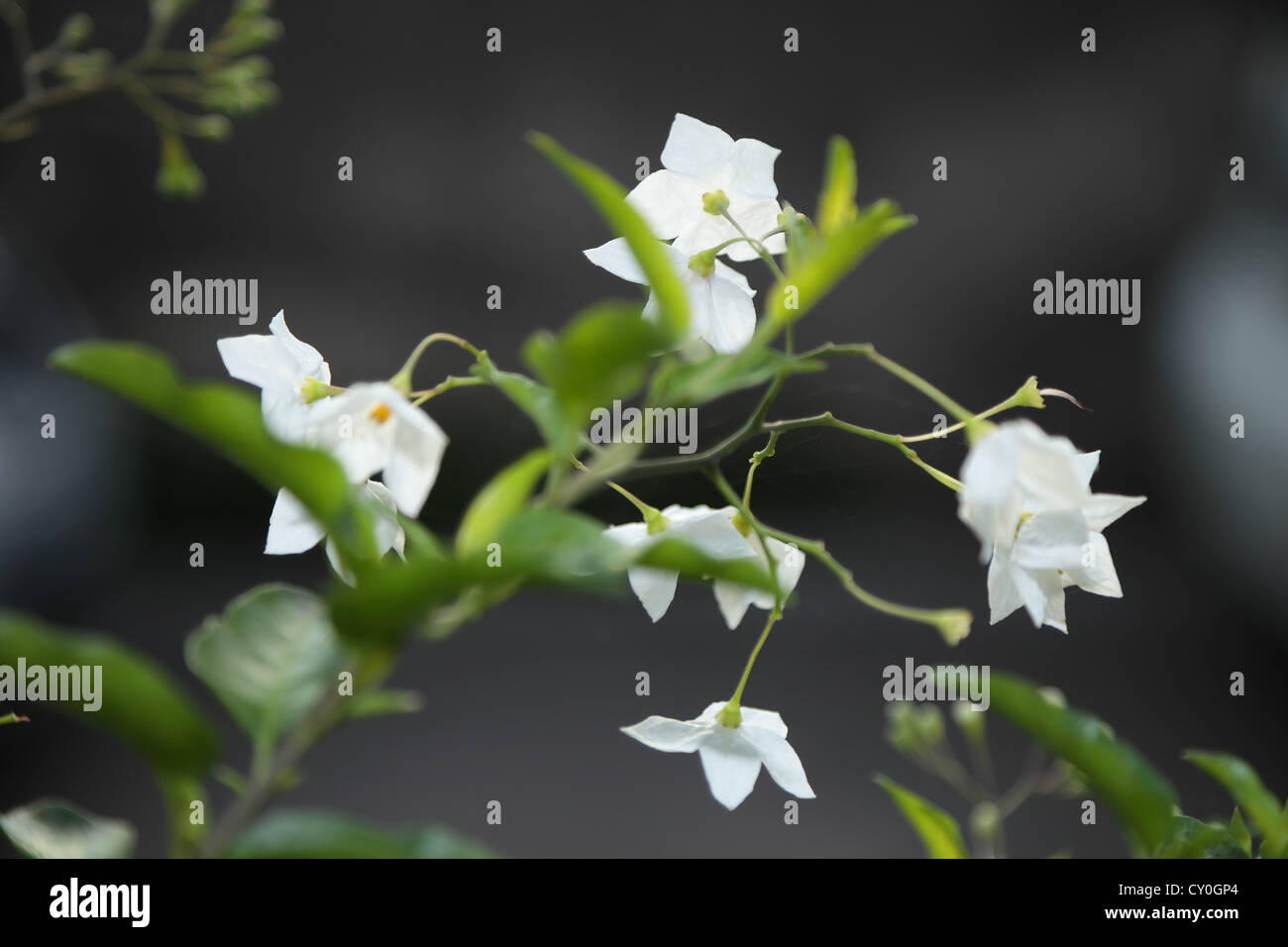 Plant and flowers of Solanum Stock Photo - Alamy