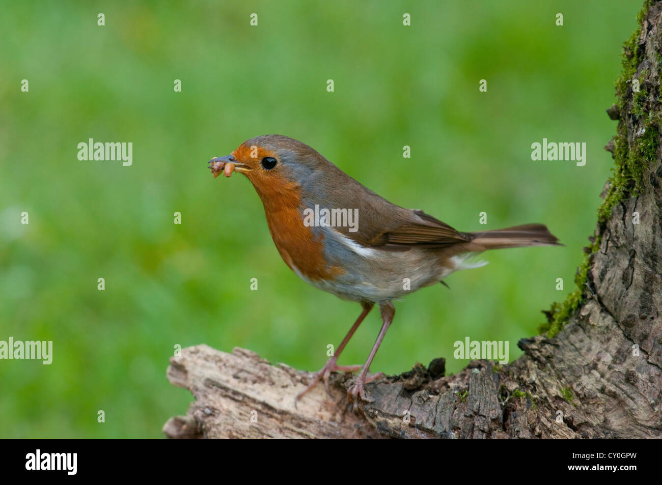 Robin with full beak hi-res stock photography and images - Alamy