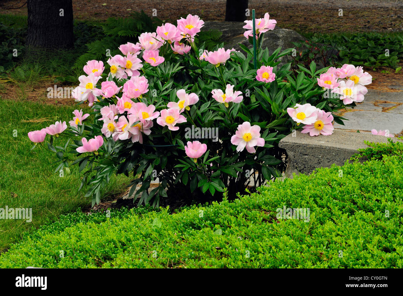 Flowering peony at edge of lawn, Greater Sudbury, Ontario, Canada Stock ...