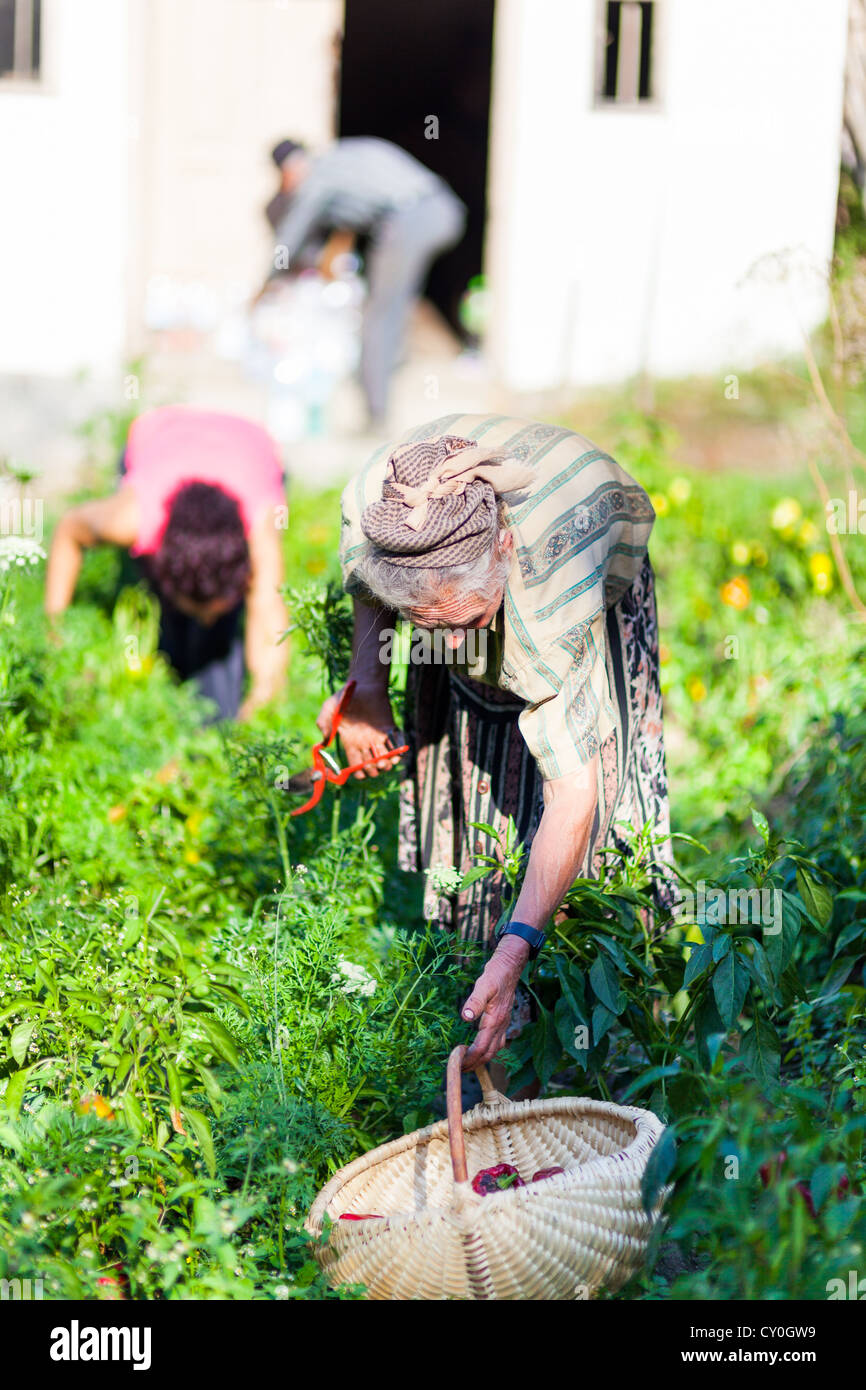 Women picking peppers in a basket in the countryside Stock Photo - Alamy